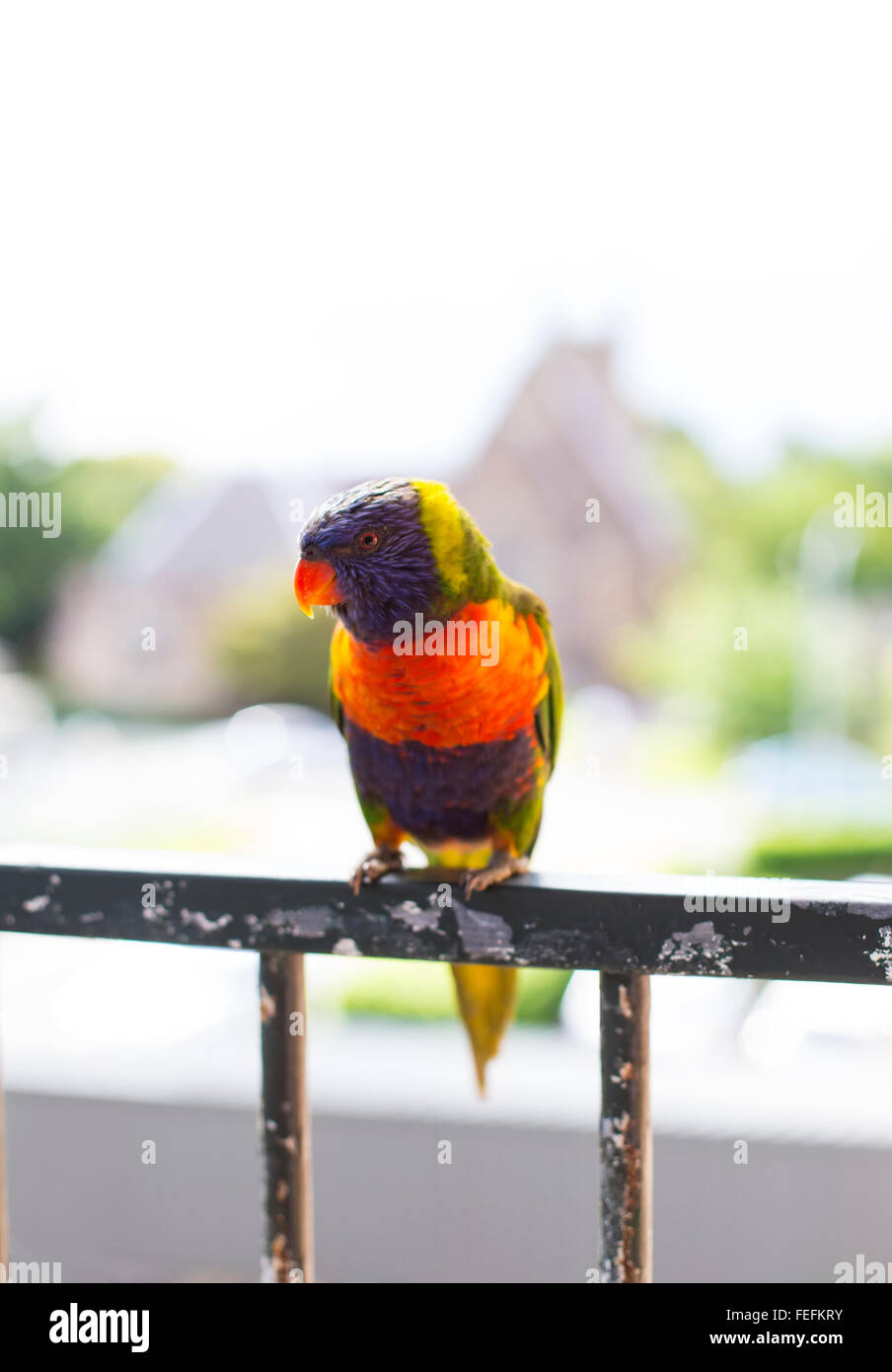 Closeup parrots hi-res stock photography and images - Alamy