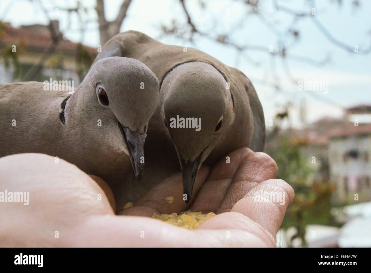 Dove on hand hi-res stock photography and images - Alamy