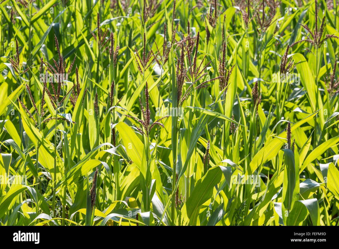 Green corn field Stock Photo - Alamy