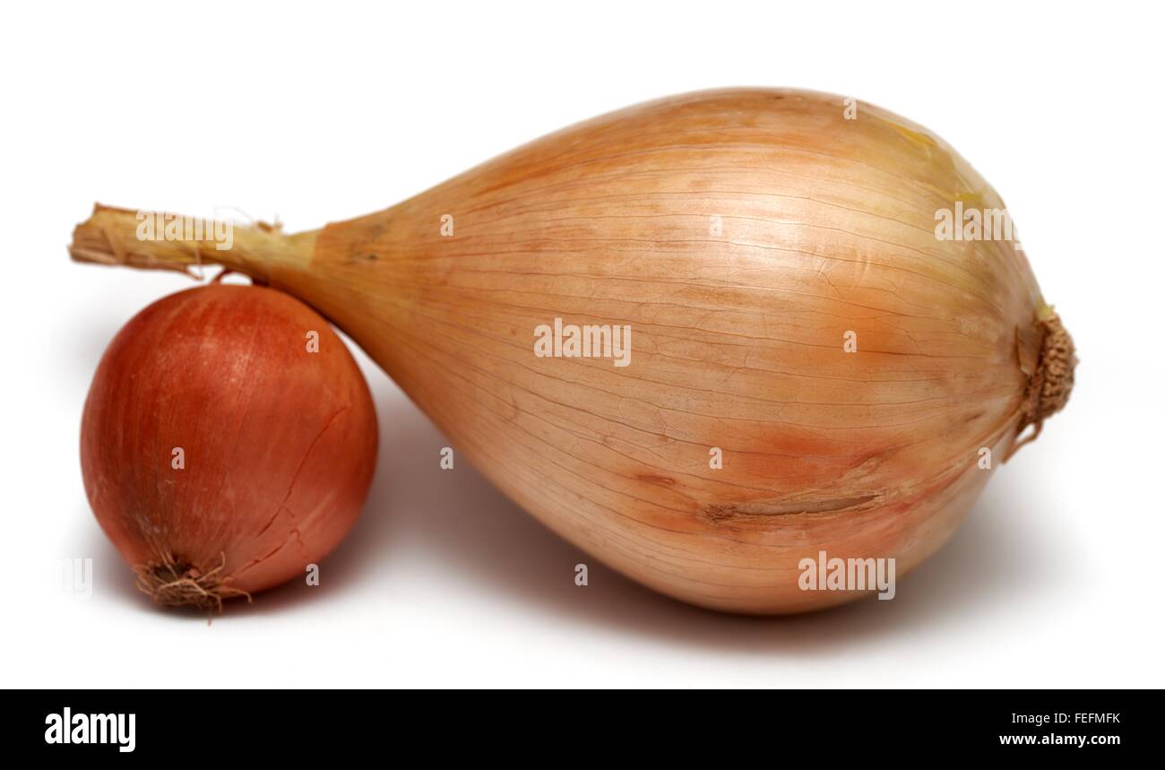 One giant prize winning onion and one small onion Stock Photo - Alamy