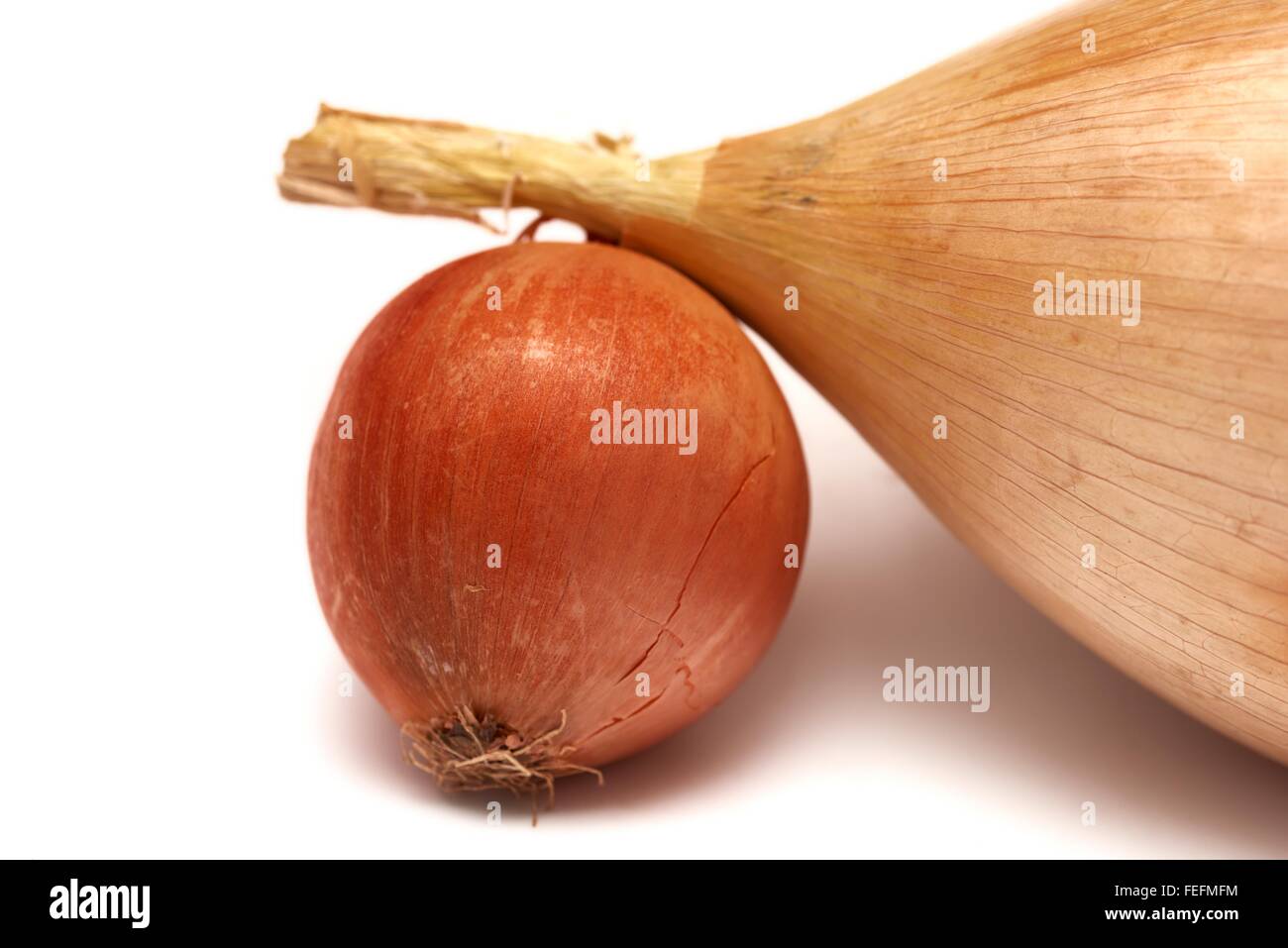 One giant prize winning onion and one small onion Stock Photo - Alamy