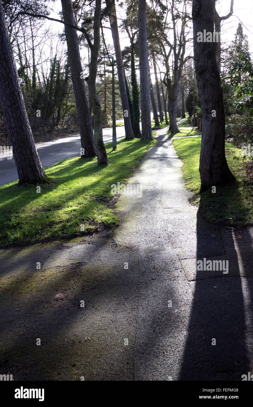 Trees and long shadows hi-res stock photography and images - Alamy