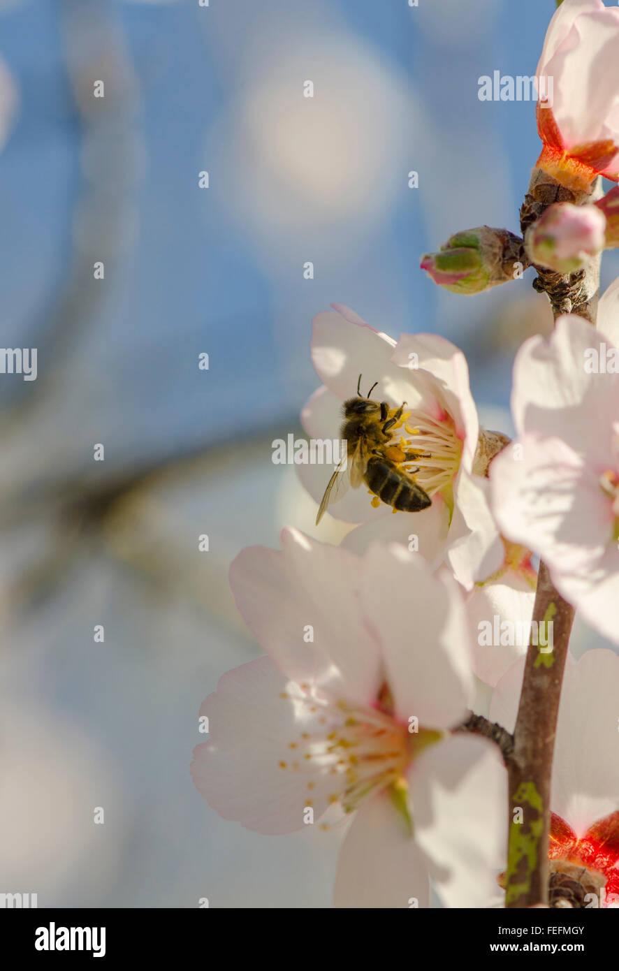 Honey bee honeybee on sweet almond blossom, Prunus dulcis, flowering ...
