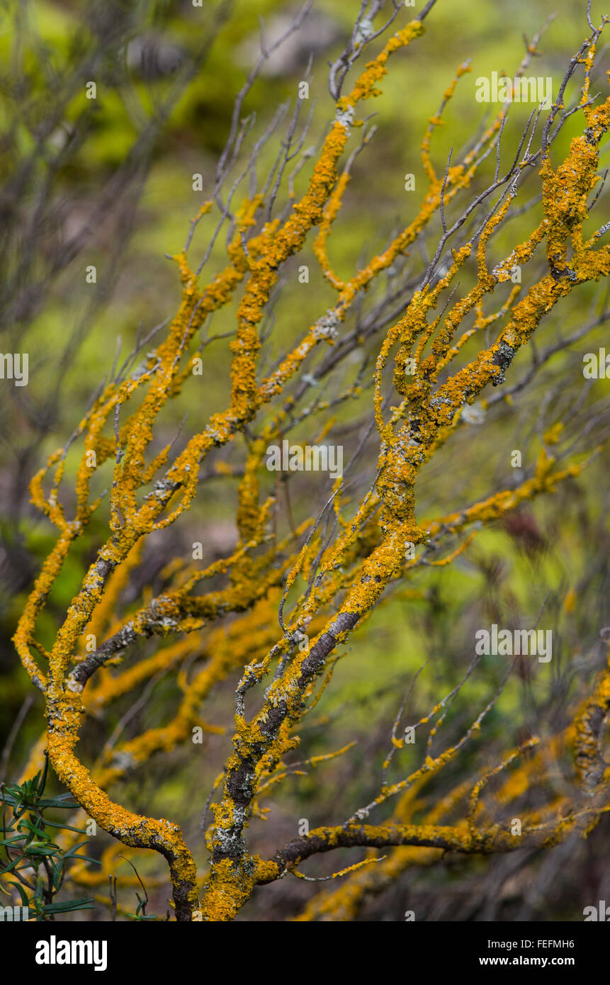 Yellow Lichen on branches, maritime sunburst lichen, spain Stock Photo ...