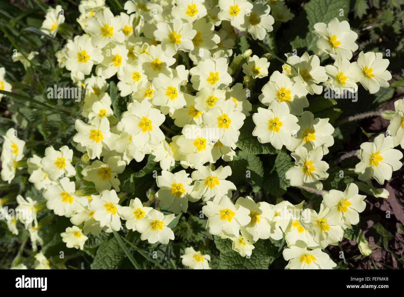 Primrose Primula vulgaris flowering UK Stock Photo - Alamy