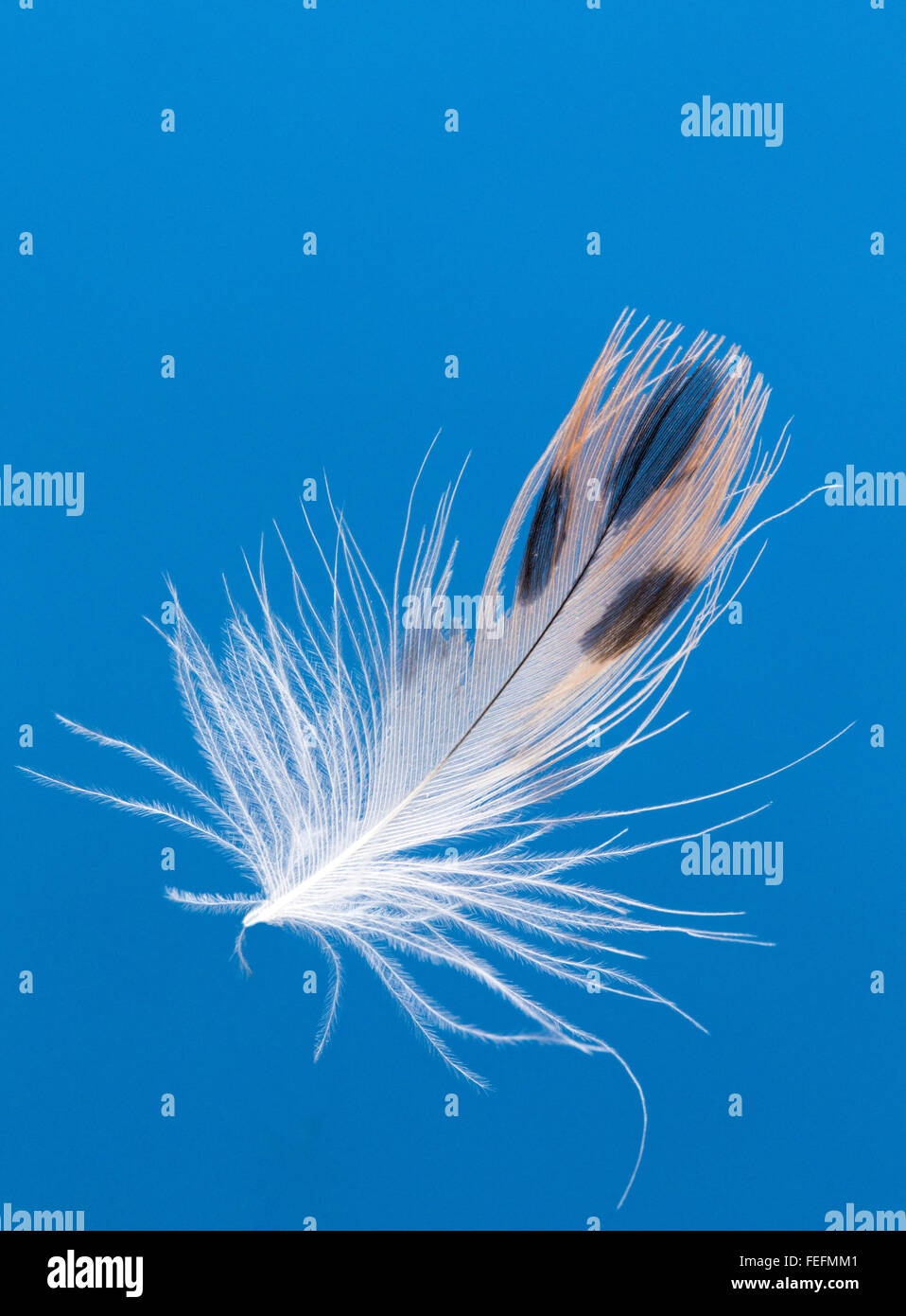 White feather sign hi-res stock photography and images - Alamy