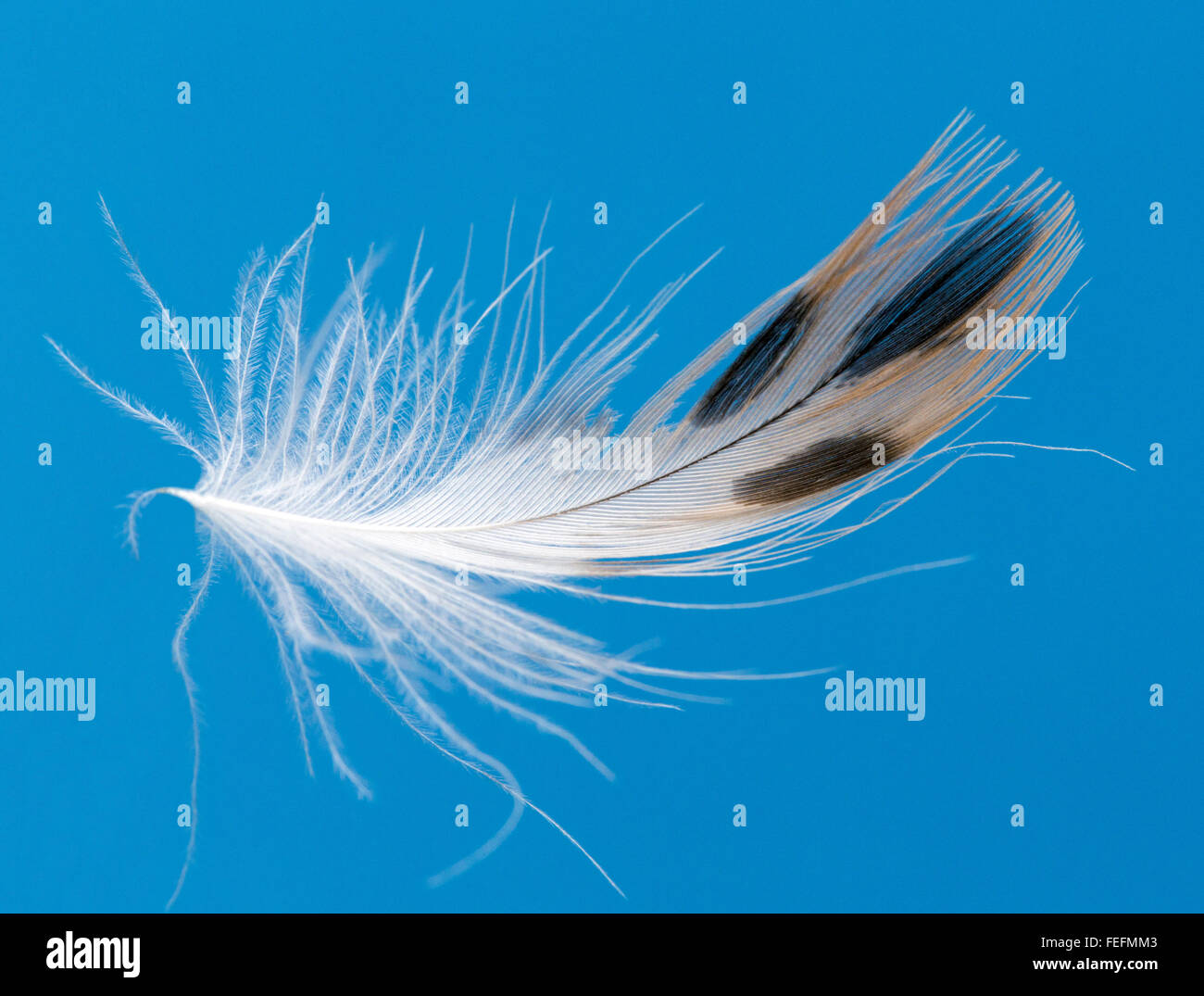 Feathers Falling High Resolution Stock Photography and Images - Alamy