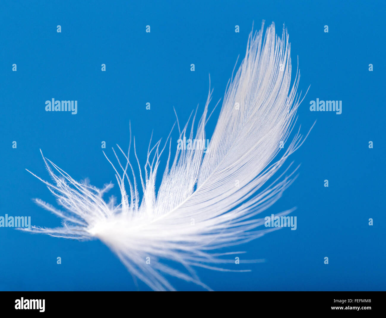 Close-up of white goose down feather floating against a blue sky Stock ...