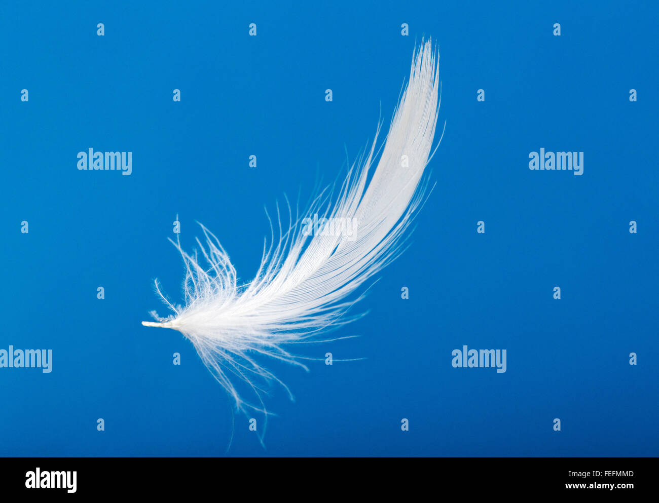 The floating feather hi-res stock photography and images - Alamy
