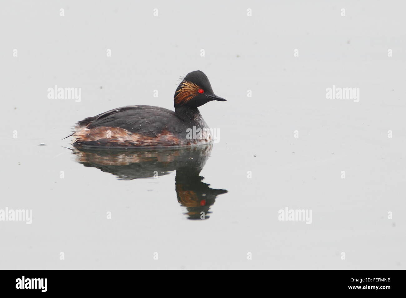 Black Necked Grebes High Resolution Stock Photography and Images - Alamy