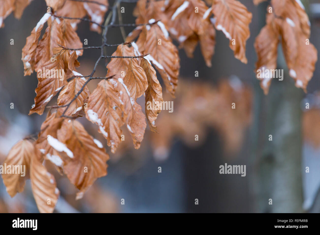 December frozen leaves Stock Photo - Alamy