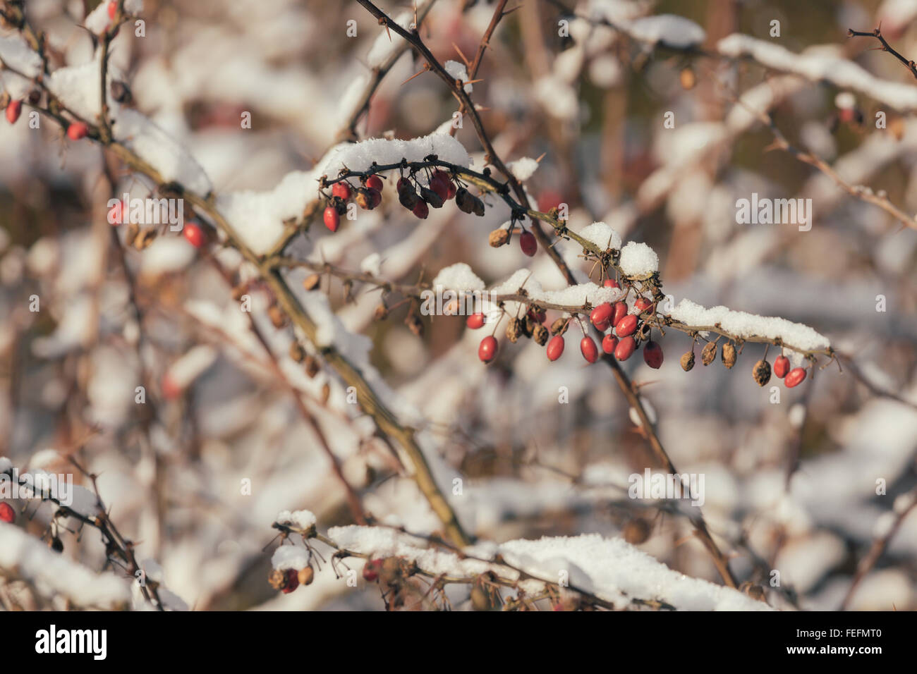 Snow covered red bunches hi-res stock photography and images - Alamy