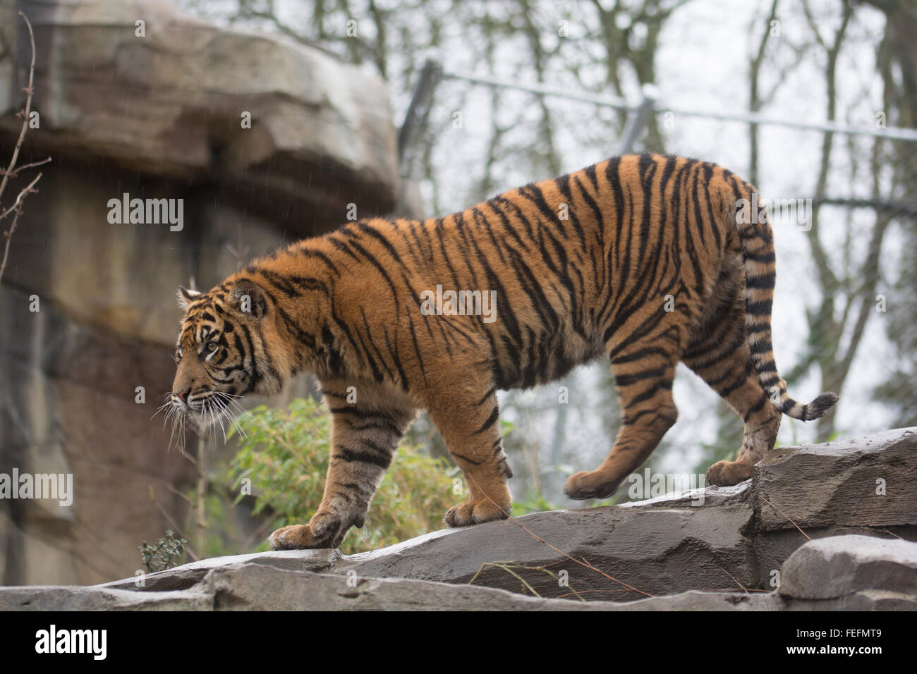 Tiger climbing hi-res stock photography and images - Alamy