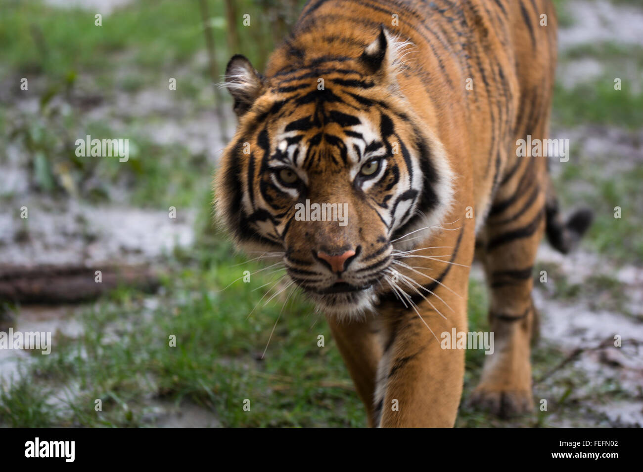 A female adult tiger prowling Stock Photo - Alamy