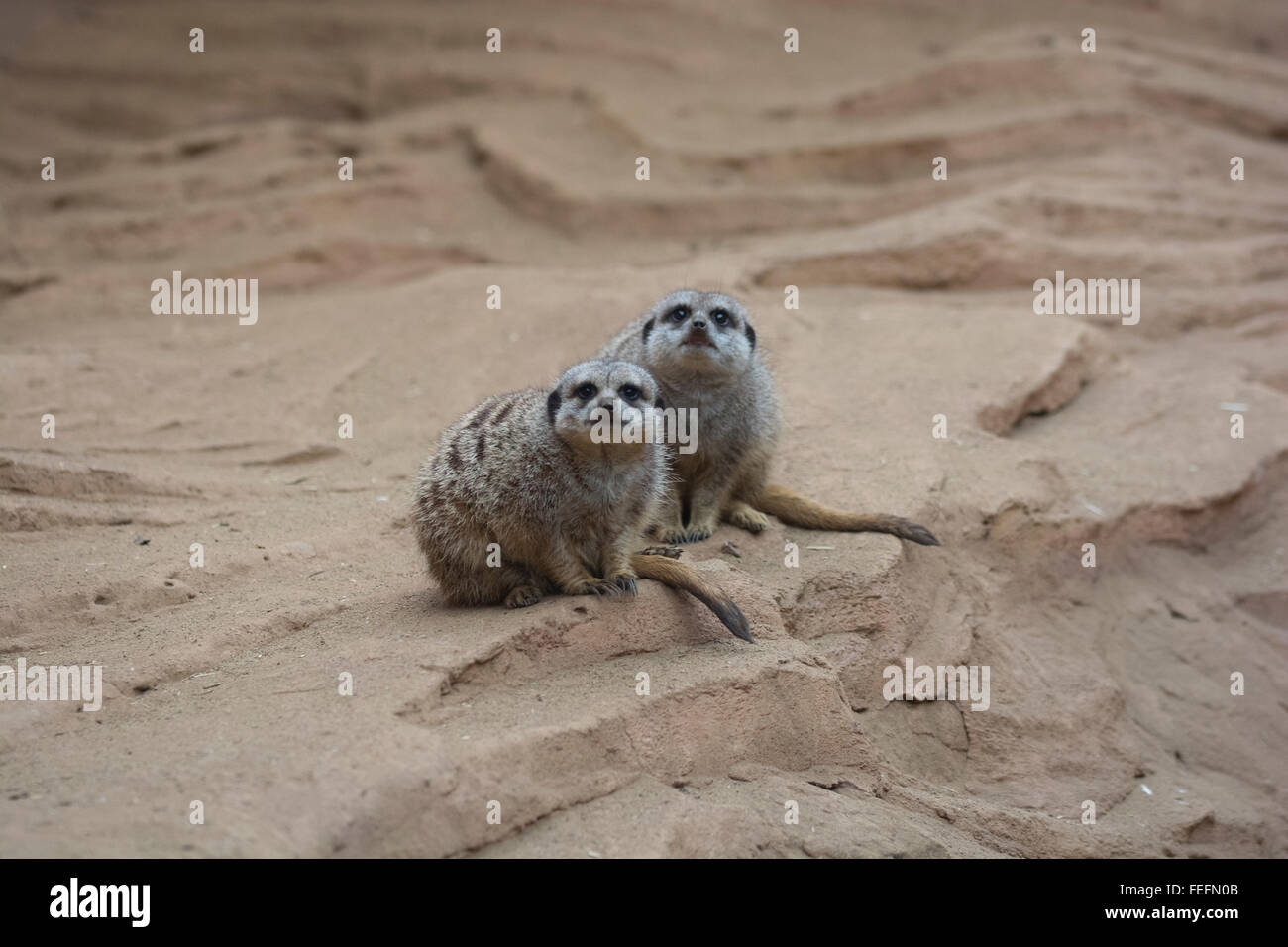 Insurance meerkat hi-res stock photography and images - Alamy