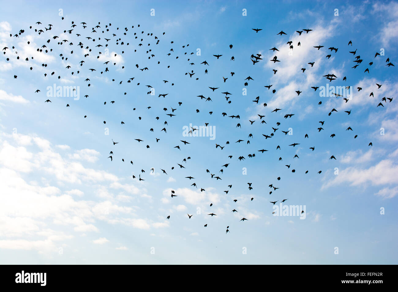 Flock Of Birds forming heart shape in sky Stock Photo - Alamy