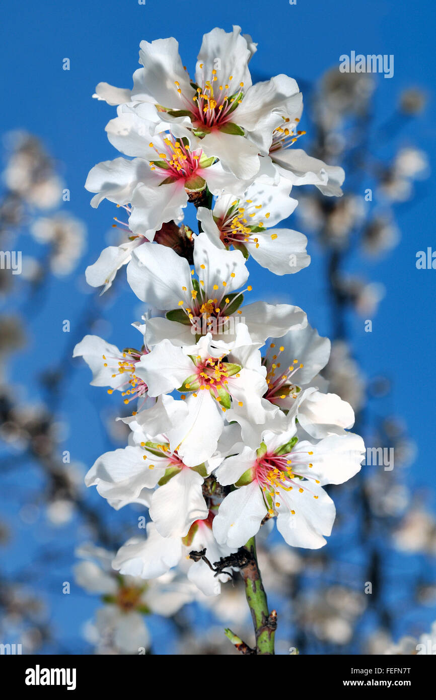 Picture of of the almond tree in blossoms, photographed in the sunlight ...