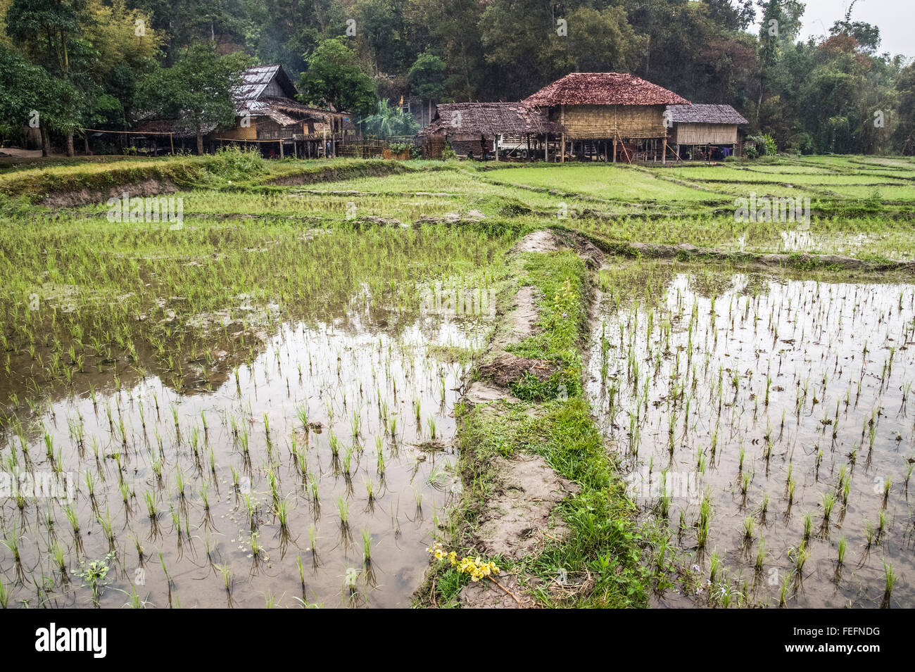 Hill Tribes of Northern Thailand Rice paddy fields at the hill tribe ...