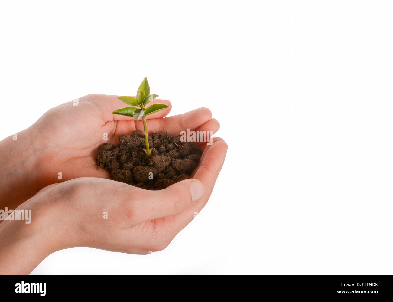 Green tree seedling in handful soil in hand on an isolated background ...