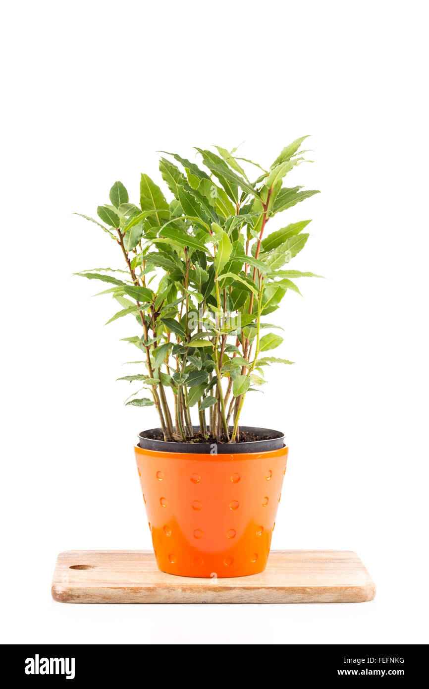 Small laurel tree in flower pot isolated on white background. Closeup ...