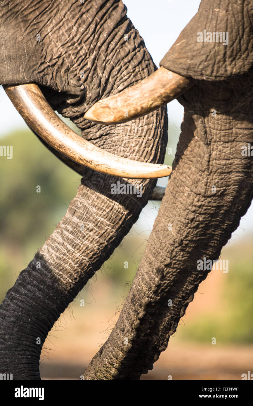 Details of an African Elephant Stock Photo - Alamy