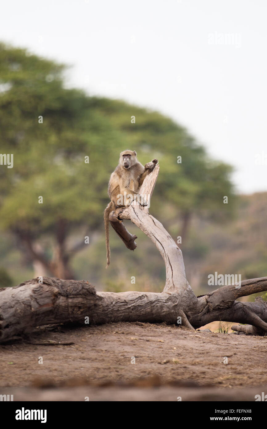 Baboon in a tree Stock Photo - Alamy