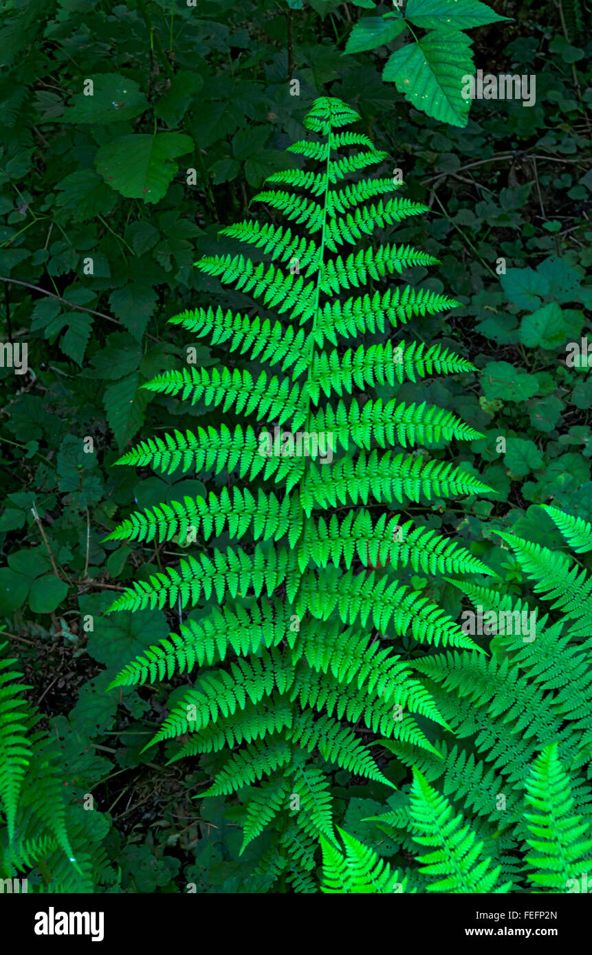 Lacy fern hi-res stock photography and images - Alamy