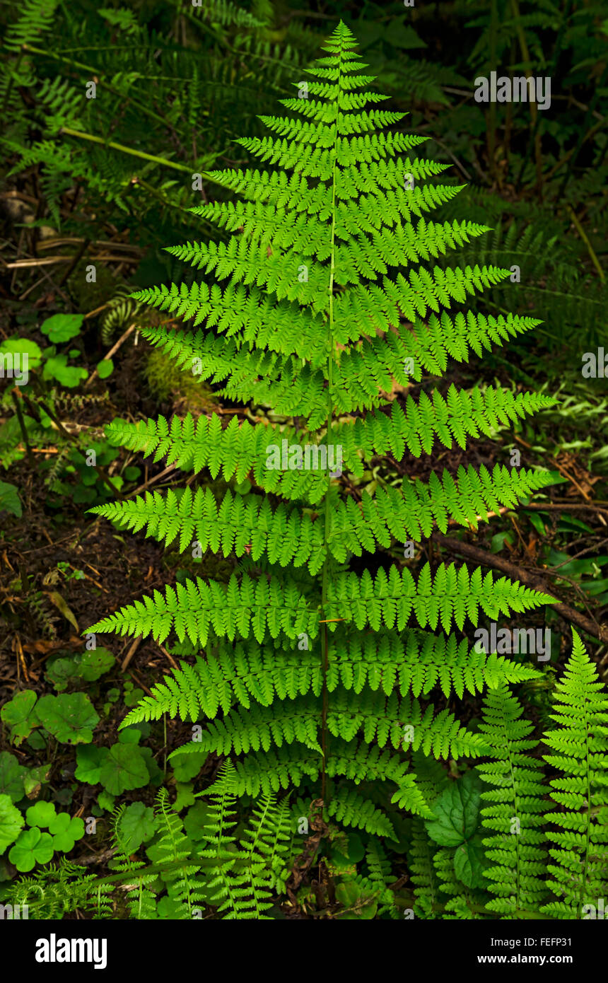 Lacy fern hi-res stock photography and images - Alamy