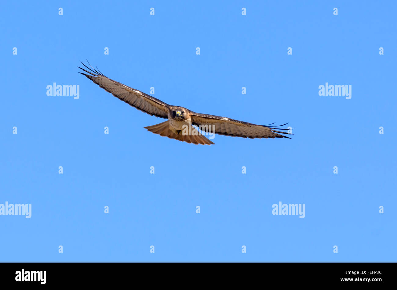 Red tail hawk wingspan hi-res stock photography and images - Alamy