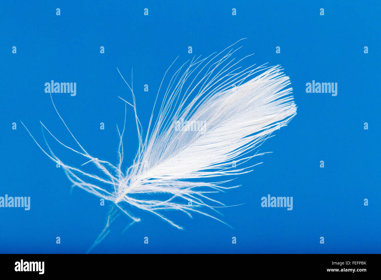 Close-up of white goose down feather floating against a blue sky Stock ...