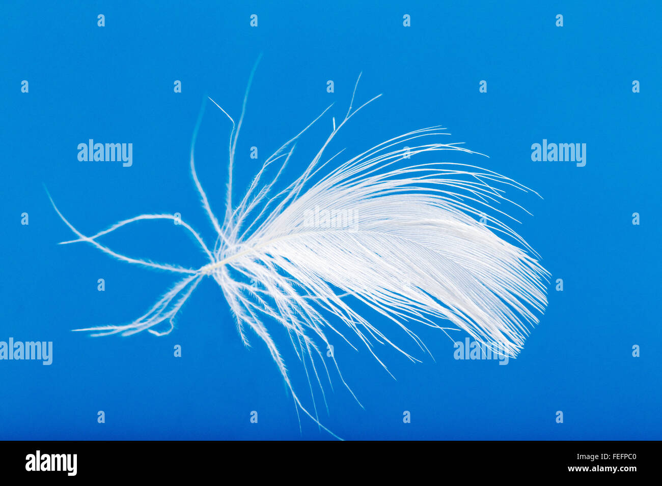 Down feather hi-res stock photography and images - Alamy