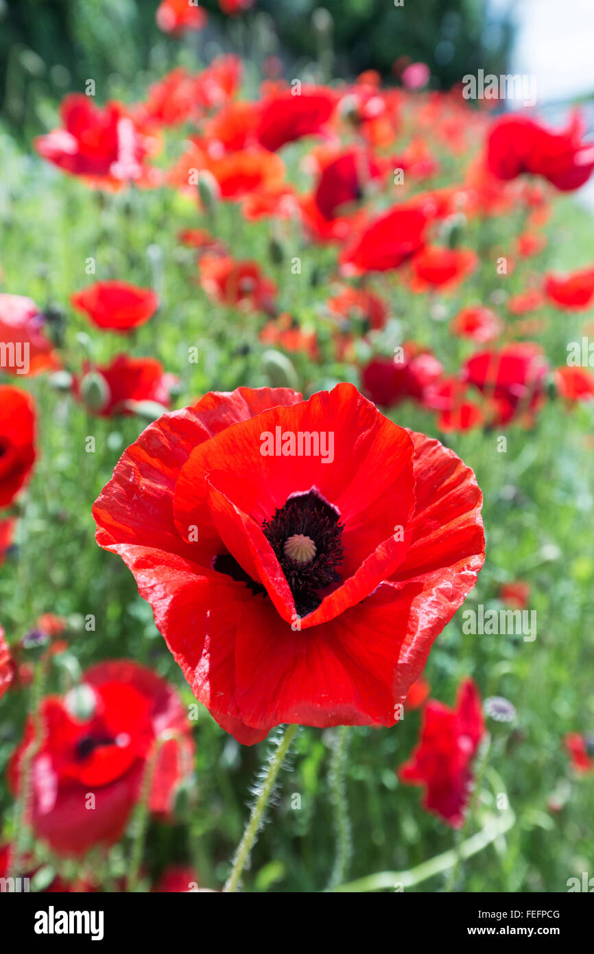 Common poppy growing on roadside verge, Hereford, UK Stock Photo - Alamy