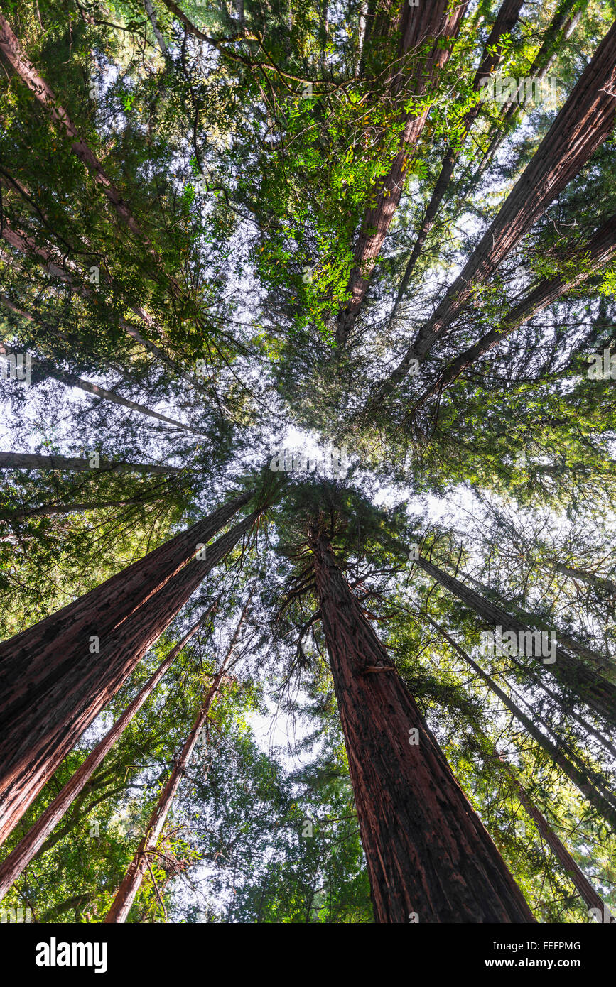 Coast redwoods (Sequoia sempervirens), tree canopy, Muir Woods National ...