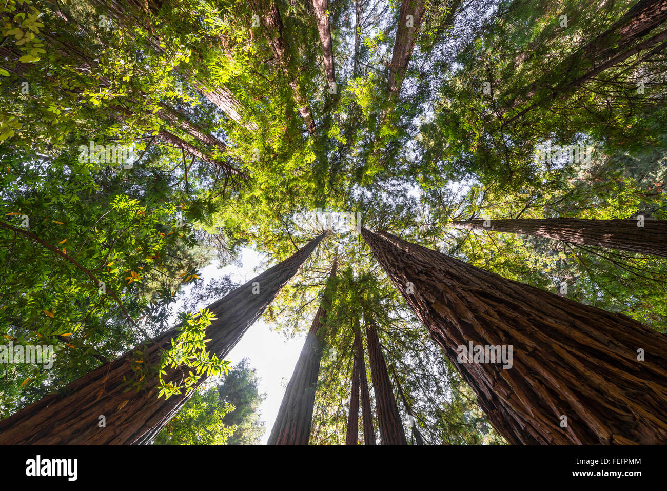 Coast redwoods (Sequoia sempervirens), tree canopy, Muir Woods National ...
