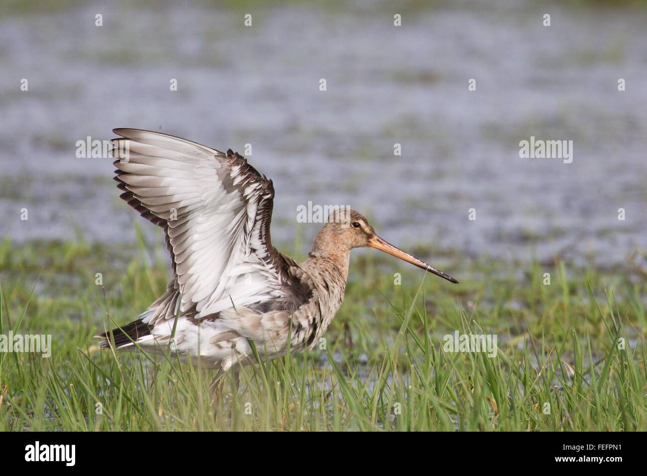 Flapping wings side view hi-res stock photography and images - Alamy