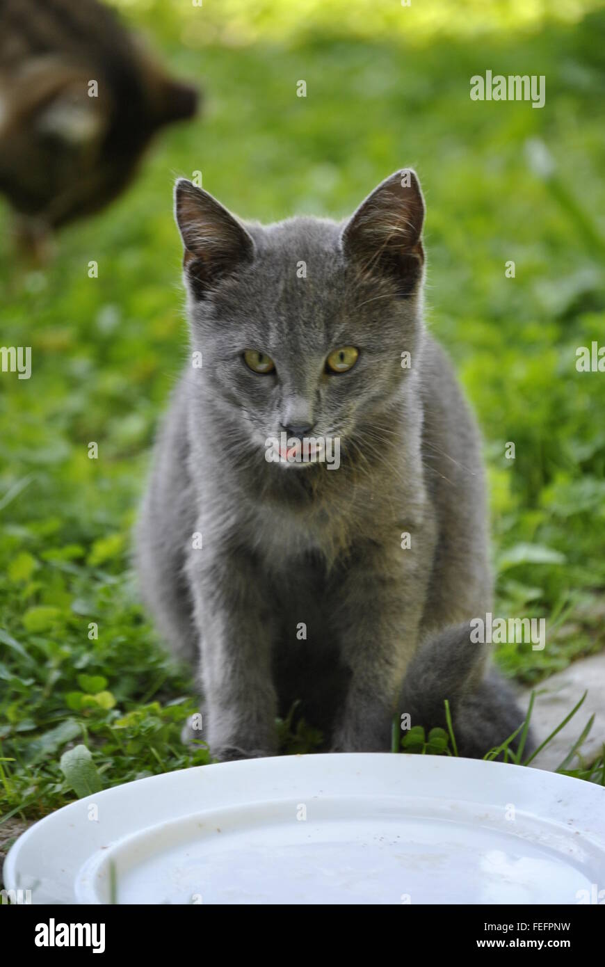 Italian Farm Cat Locanda Valle Nuova Fermignano Italy Stock Photo - Alamy