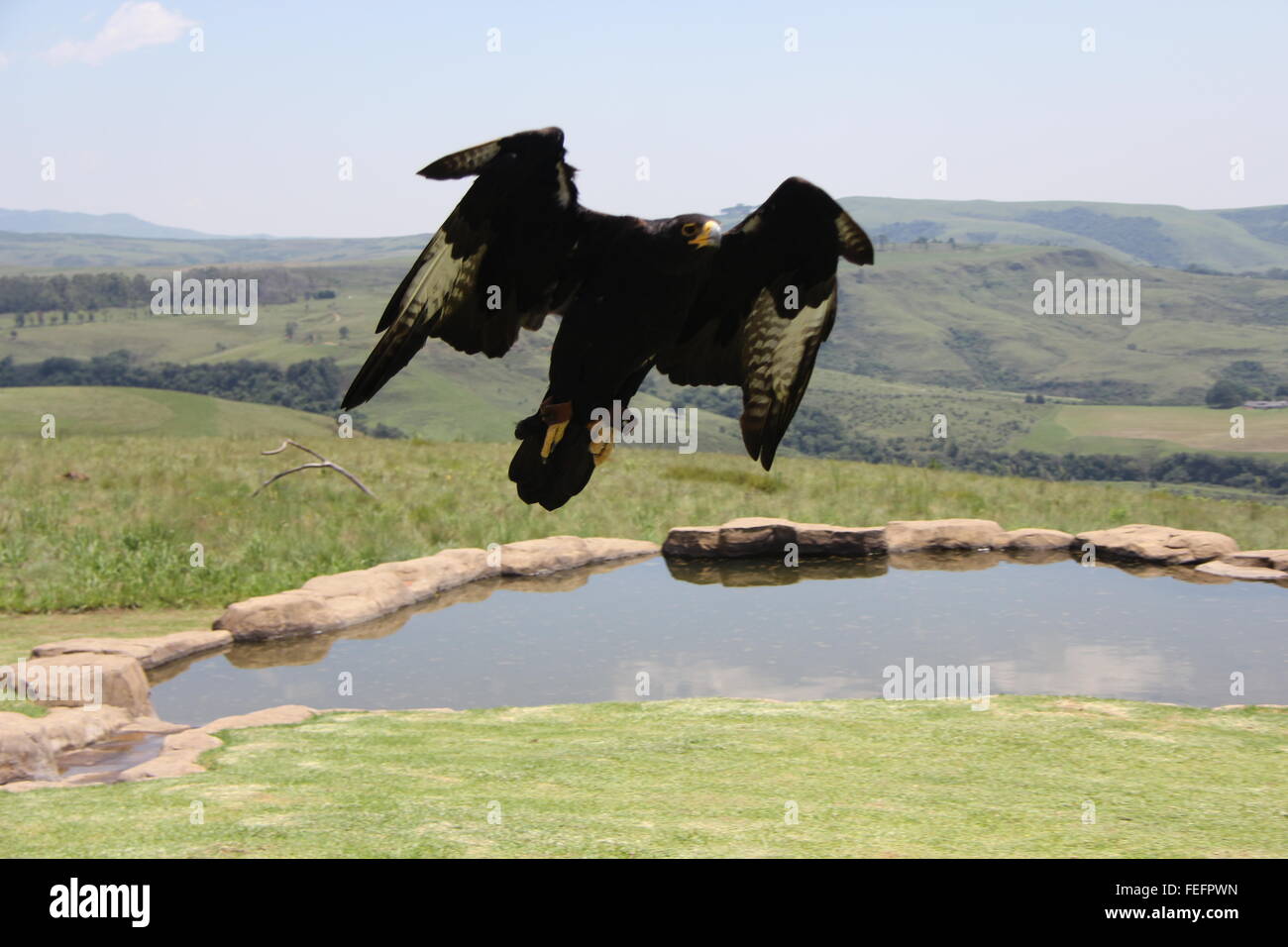 Swooping hi-res stock photography and images - Alamy