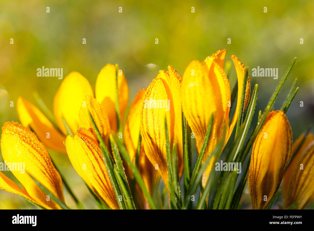 Crocus yellow bloom snow hi-res stock photography and images - Alamy