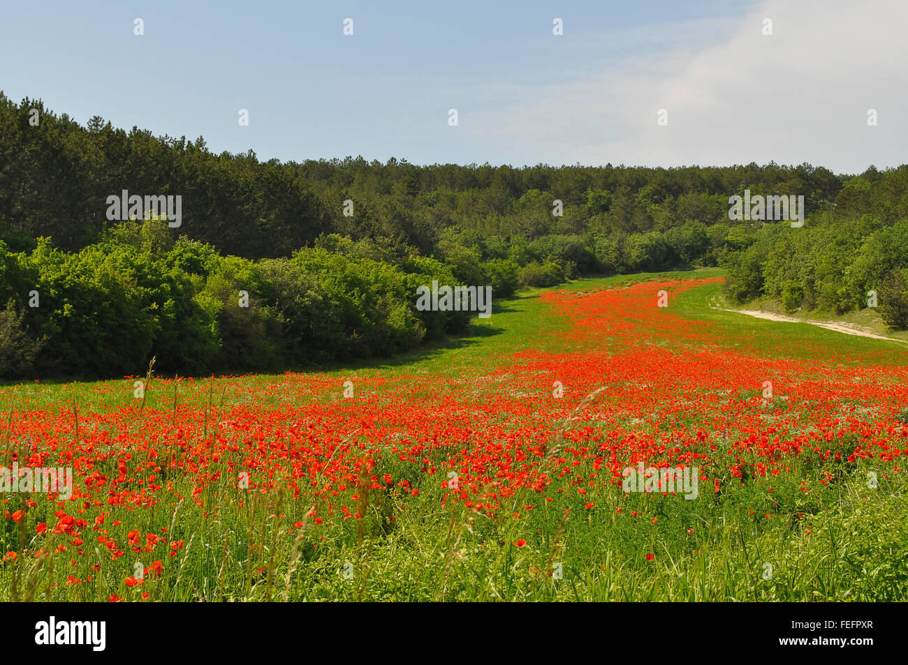 The landscape of a colorful poppy field Stock Photo - Alamy