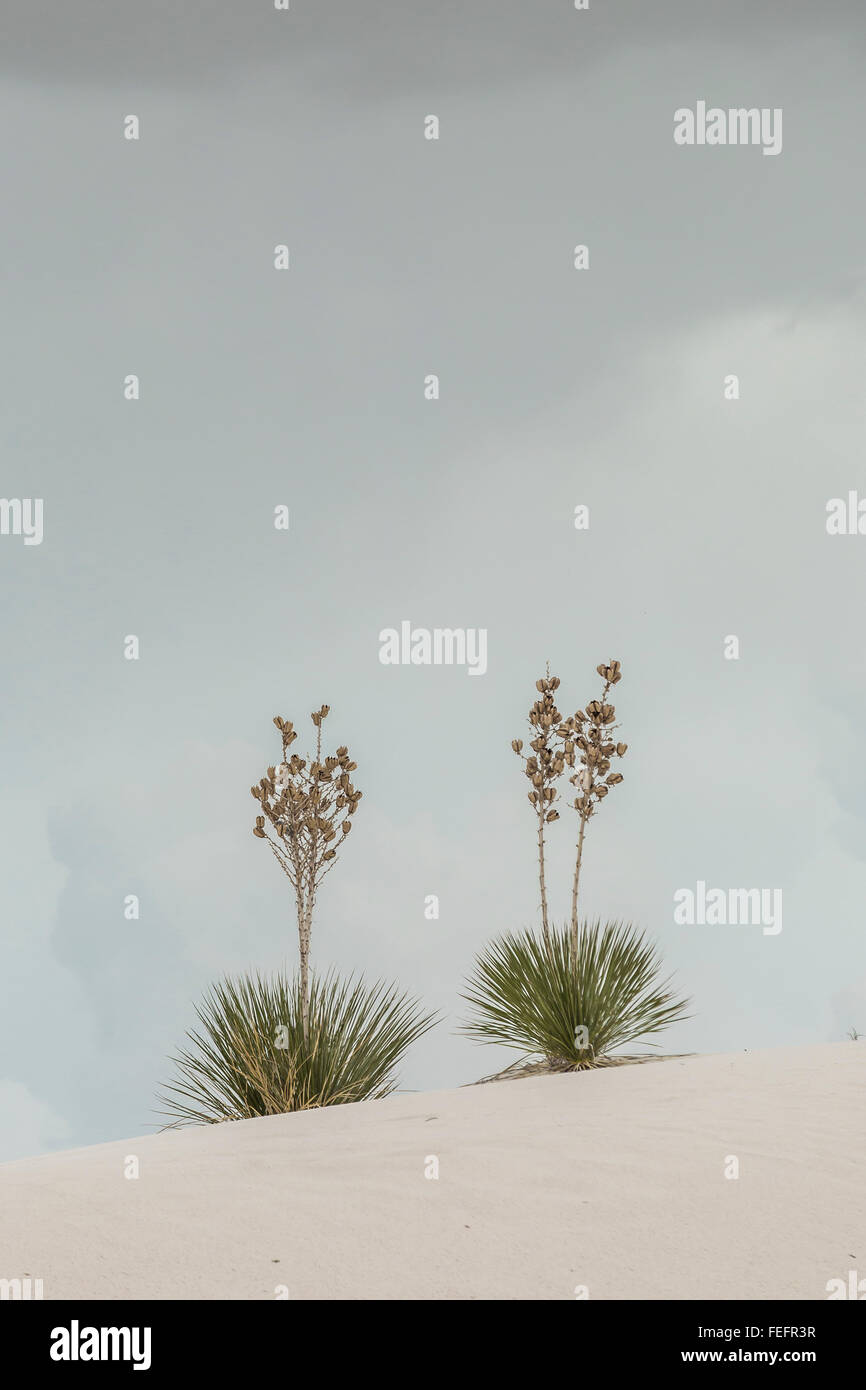 Yucca growing and flowering on a moving gypsum dune in White Sands ...