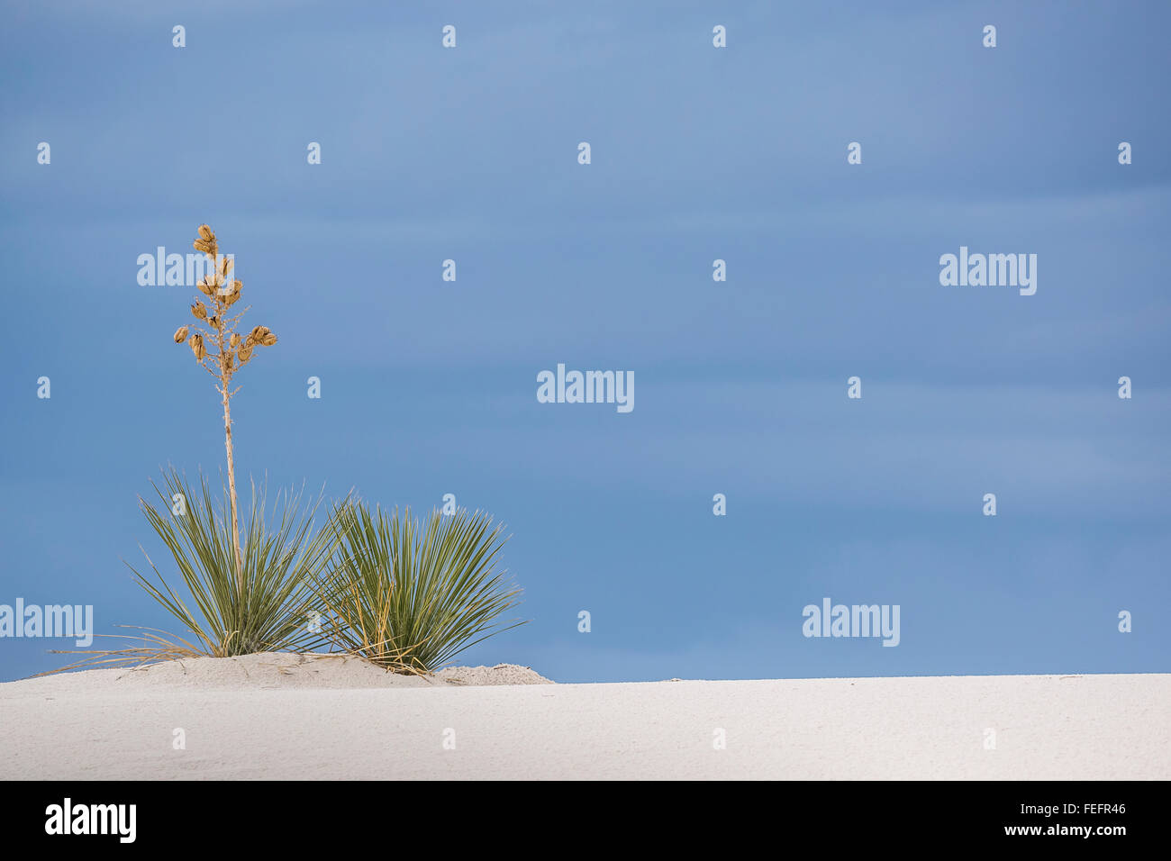 Yucca growing and flowering on a moving gypsum dune in White Sands ...