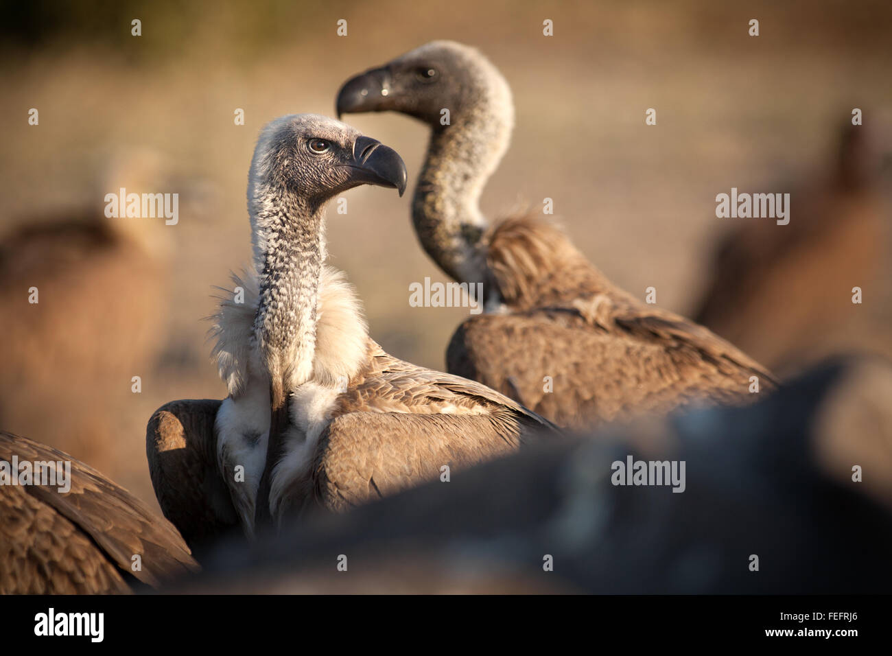 Vulture on a carcass Stock Photo - Alamy