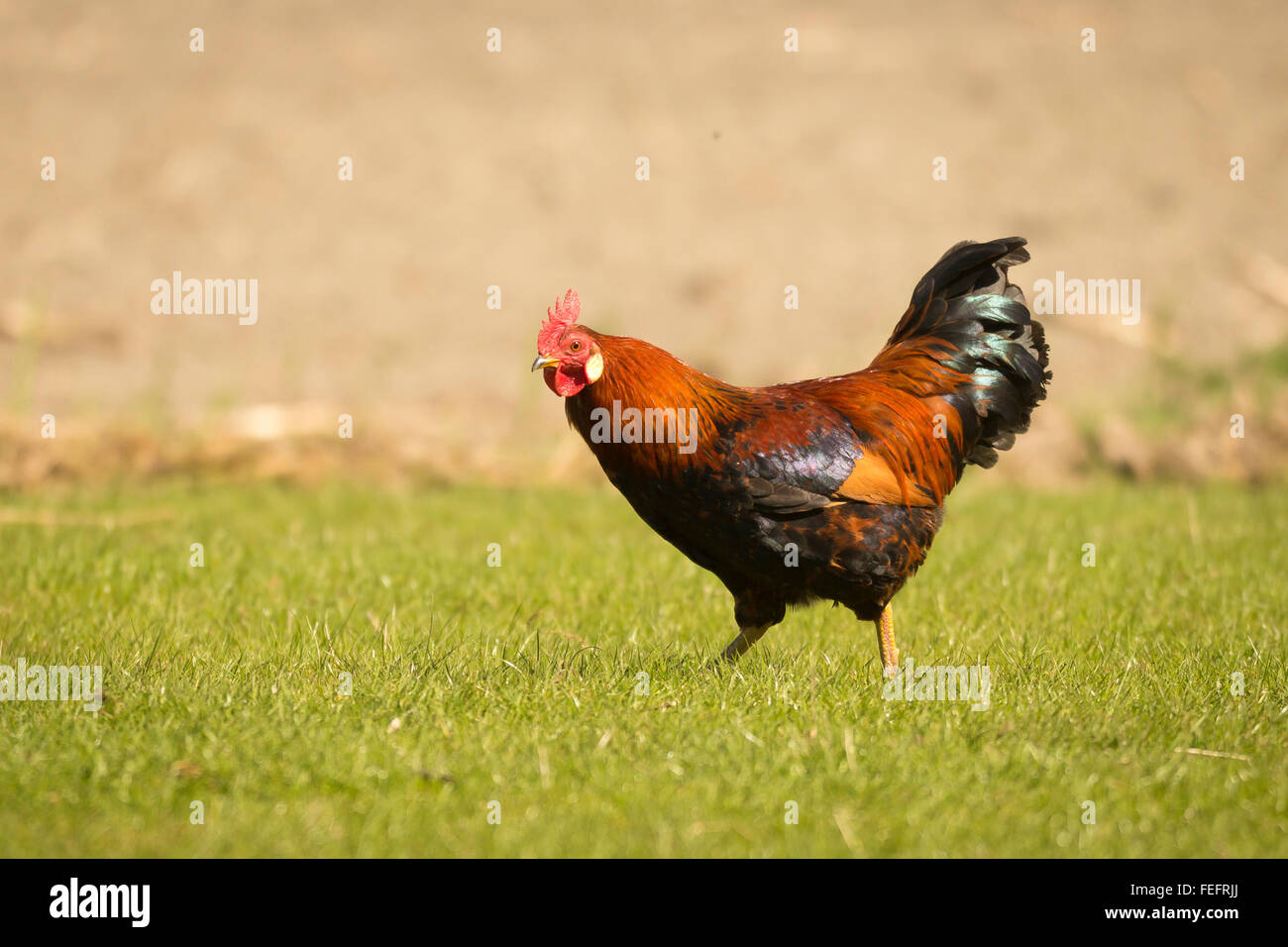 Wake up call from a Male chicken, Gallus Gallus, also called a rooster ...