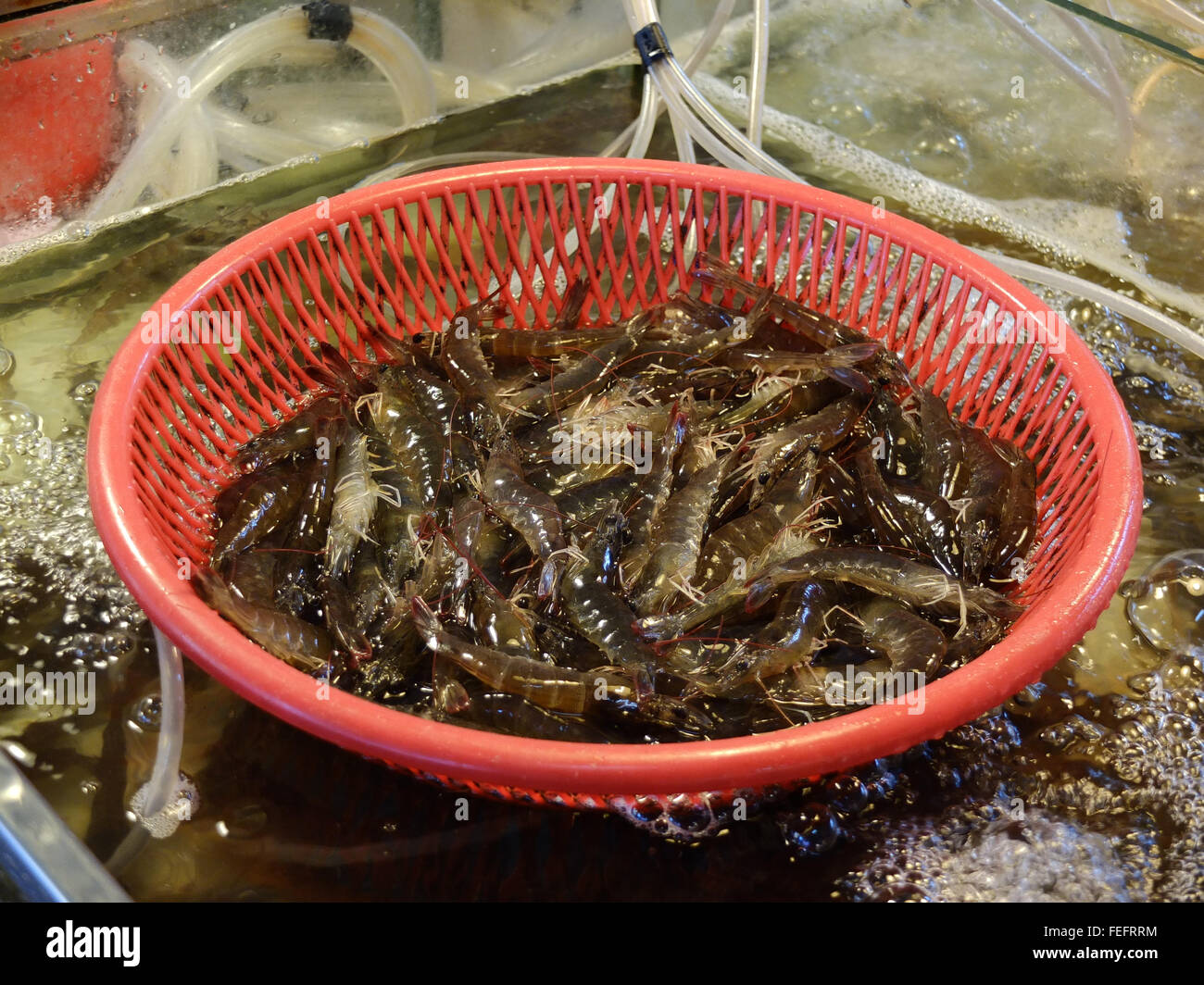 Basket of fresh shrimp ready for preparation at a restauran in Taiwan ...
