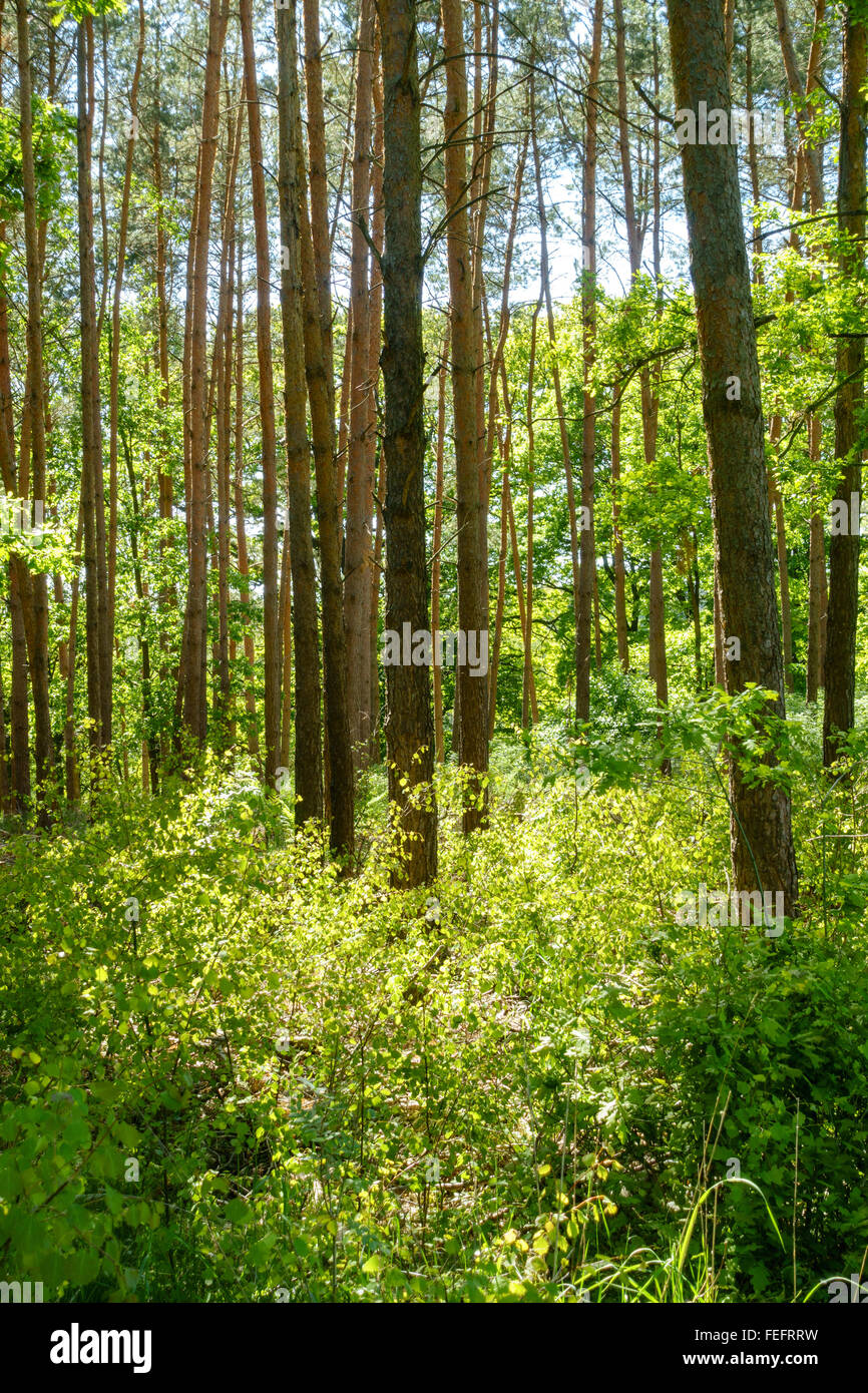 Beautiful spring forest trees hi-res stock photography and images - Alamy