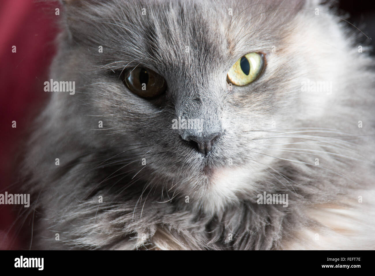 Portrait of a grey cat on a red background front view look, part of the ...