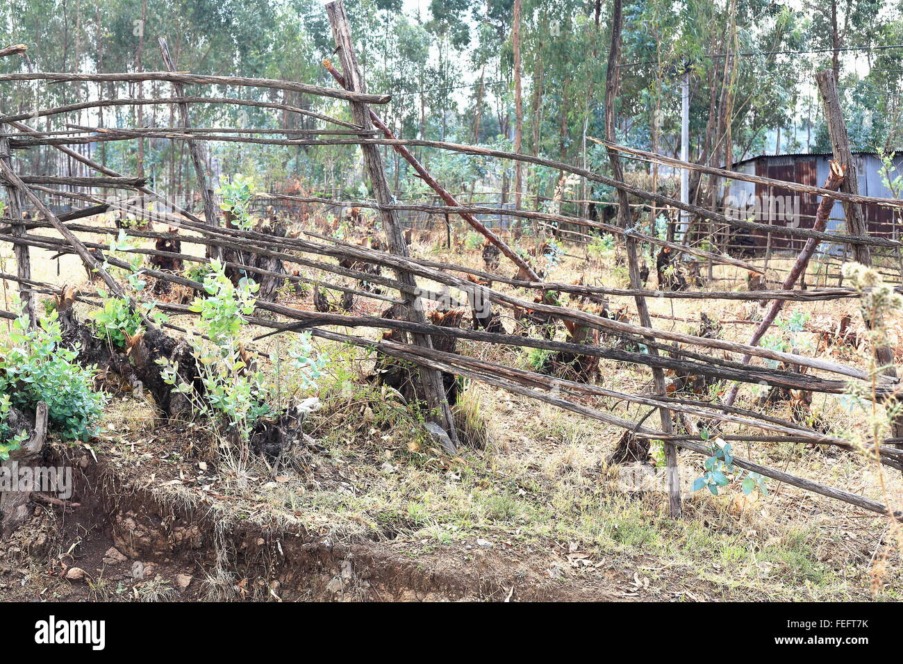 Eucalyptus tree in addis ababa High Resolution Stock Photography and ...