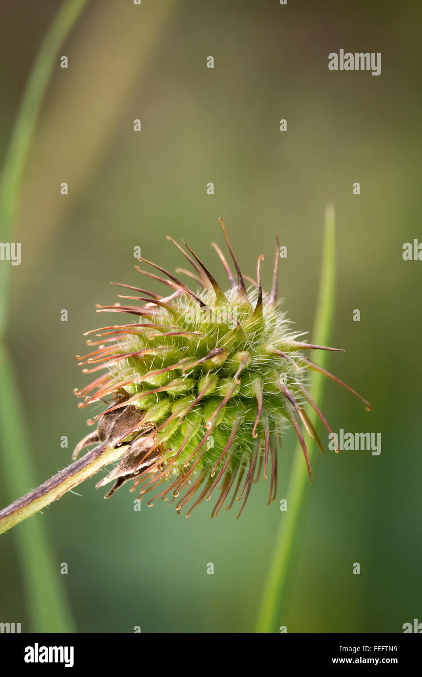 garden, vegetable, green, leaves, stem, wild garlic Stock Photo - Alamy