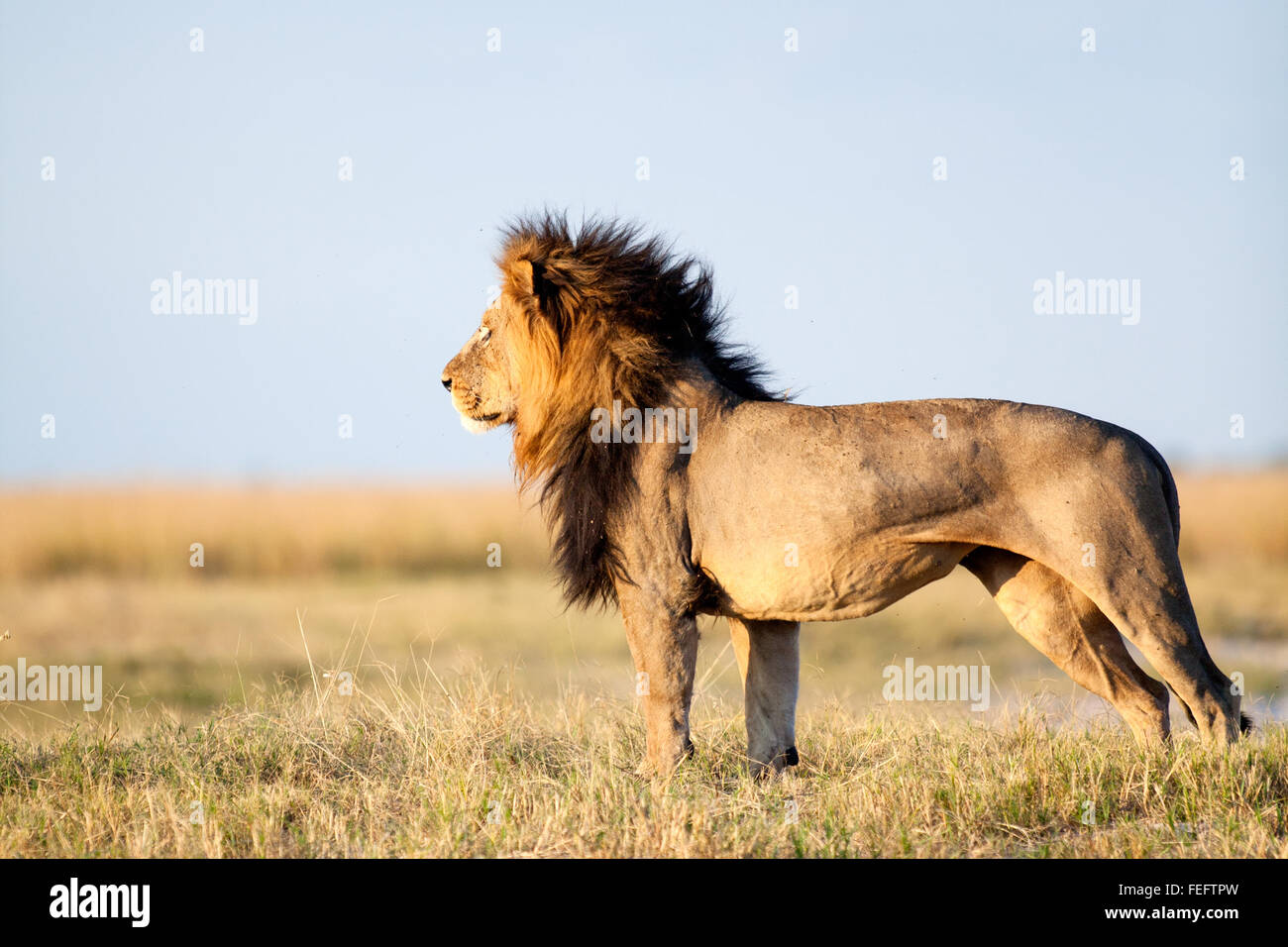African savanna lion hi-res stock photography and images - Alamy