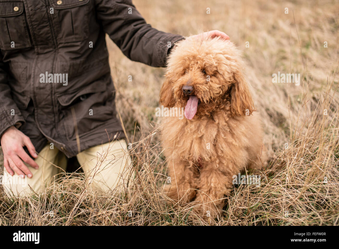Man and poodle hi-res stock photography and images - Alamy